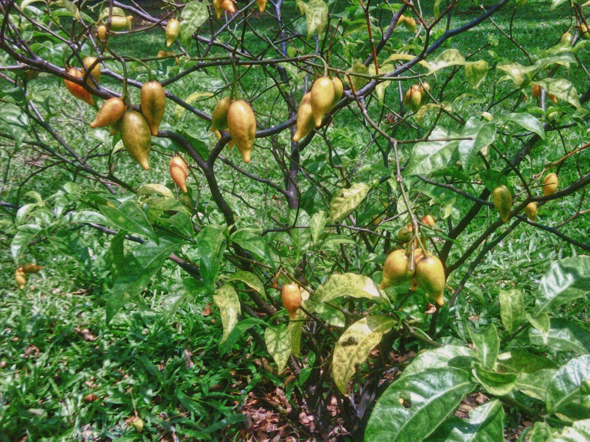 ibogaine treatment - iboga plant - ibogaine for sale , iboga plants online